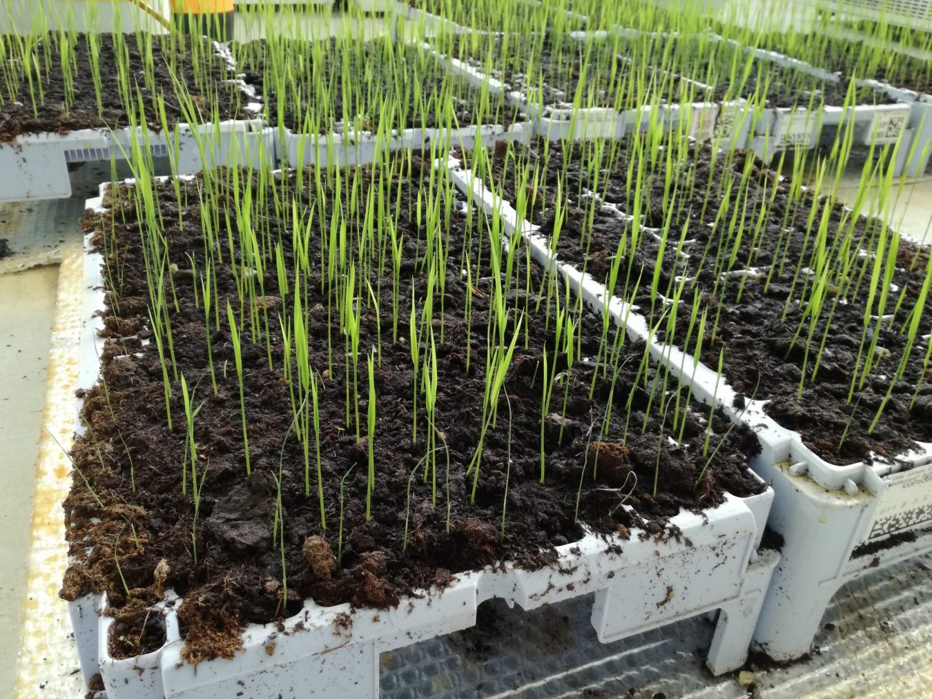 Vantaggi del Plant Molecular Farming – Transactiva